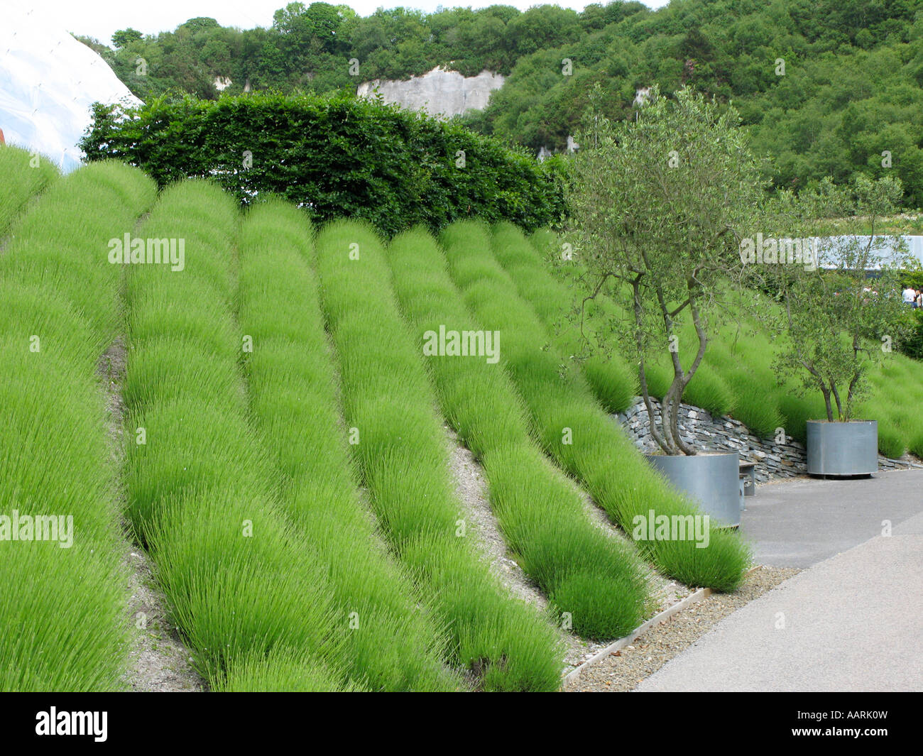 Lavender in rows next to olive trees at the Eden Project Cornwall ...