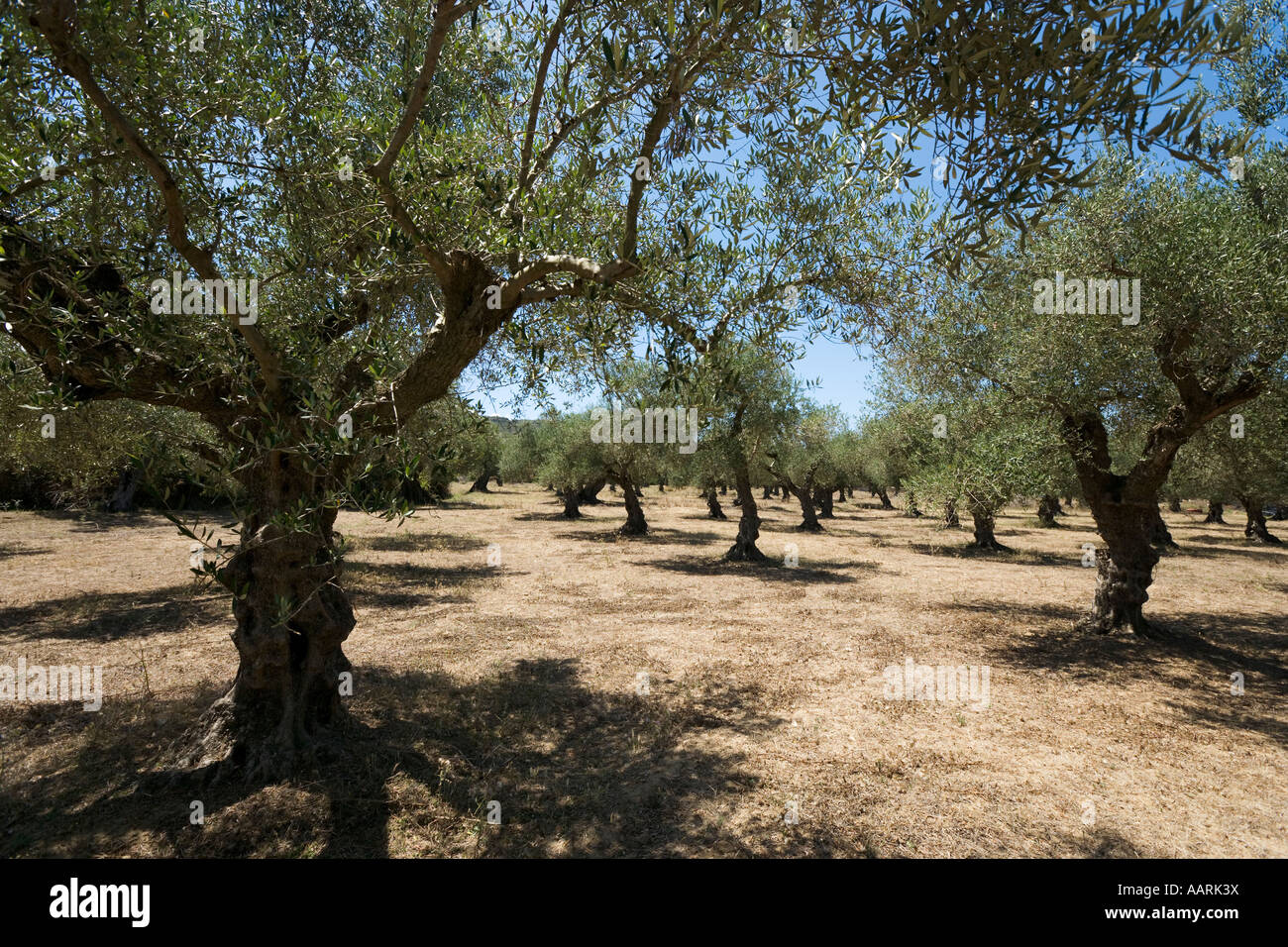 Olive trees in a typical greek landscape hi-res stock photography and ...
