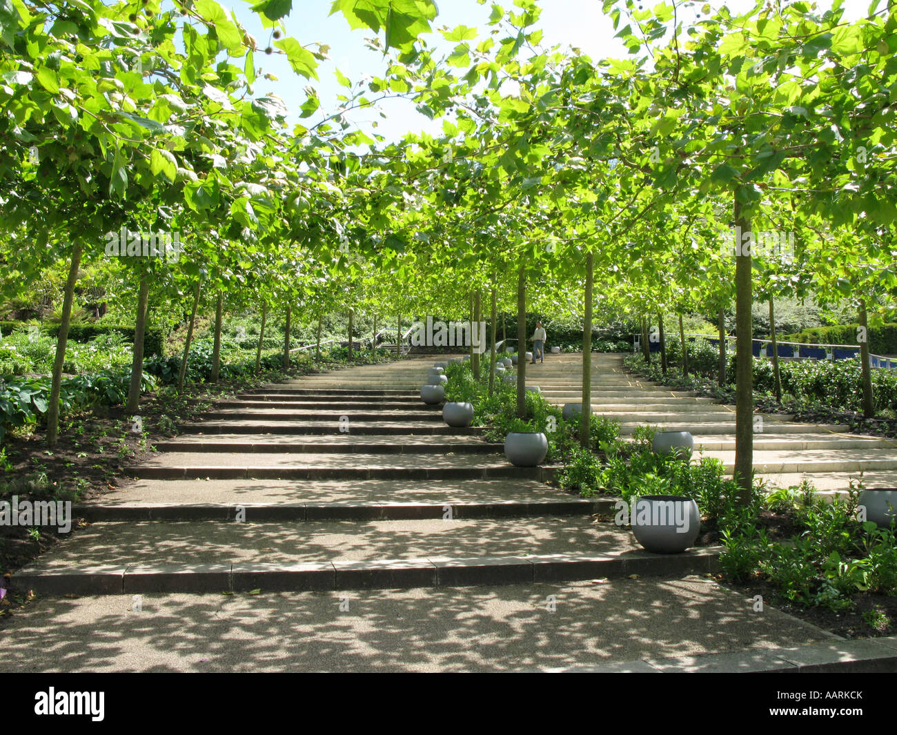 Trees and steps in a semi circle at the Eden Project Cornwall Engalnd ...