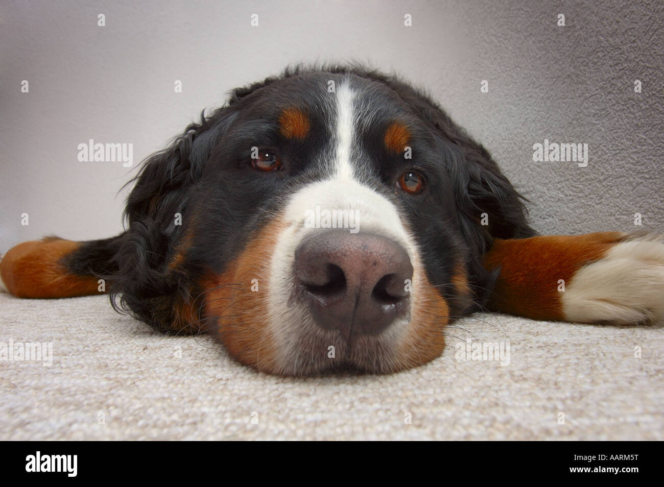 Bouvier bernois waiting for a walk Stock Photo - Alamy