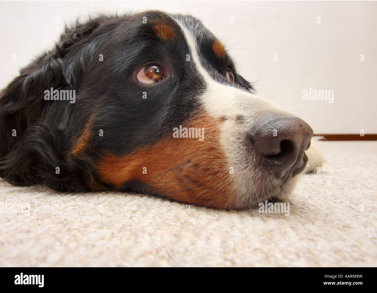 Hangdog look hi-res stock photography and images - Alamy