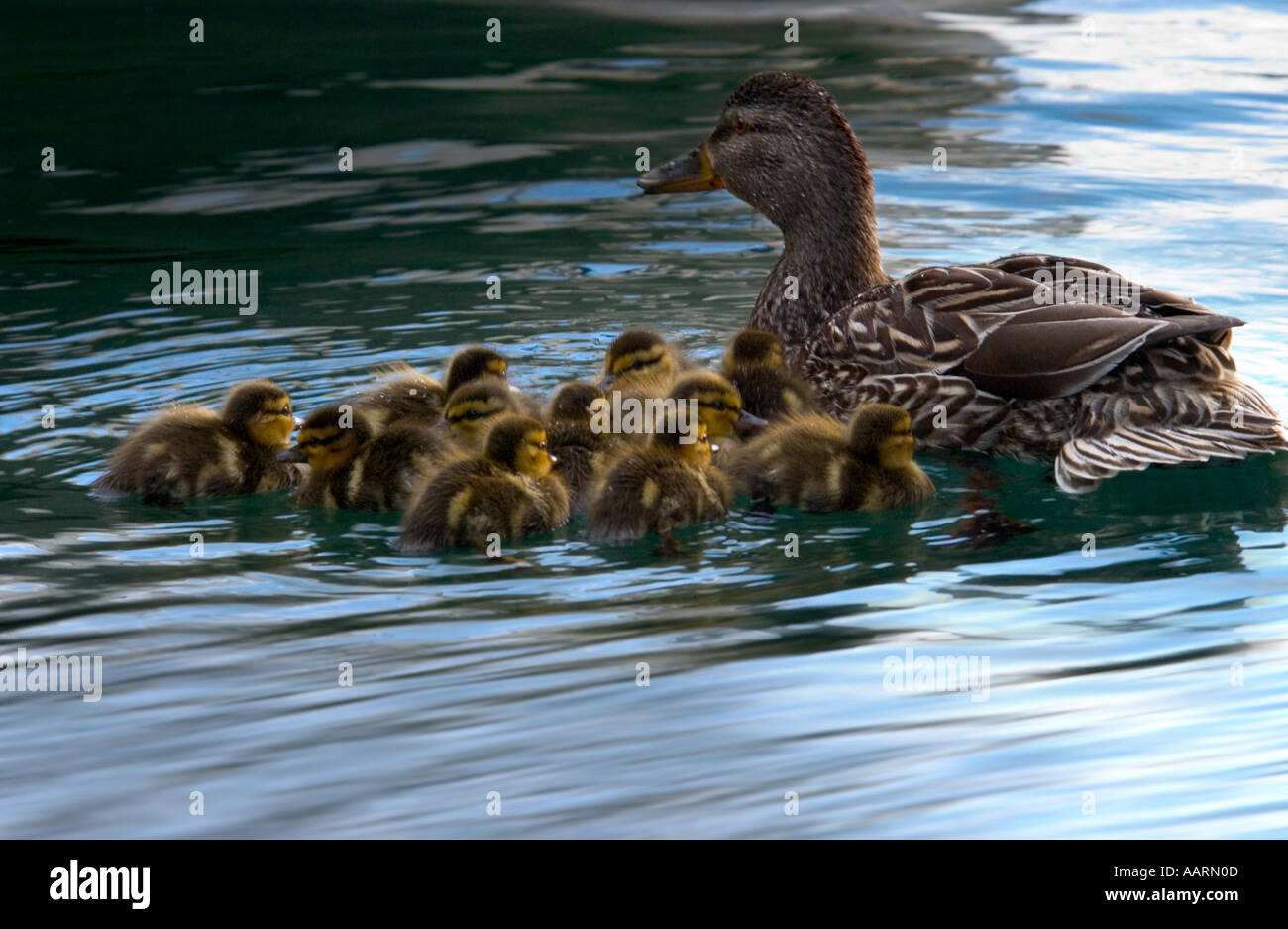 Nature scene with ducklings Stock Photo - Alamy