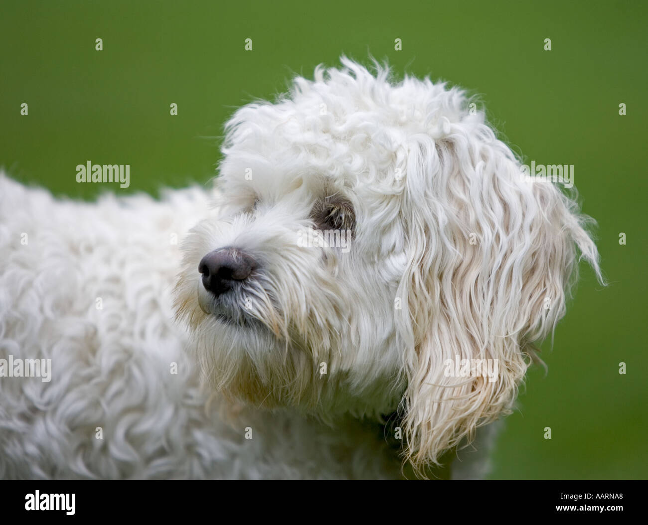 Cockapoo puppy dog hi-res stock photography and images - Alamy