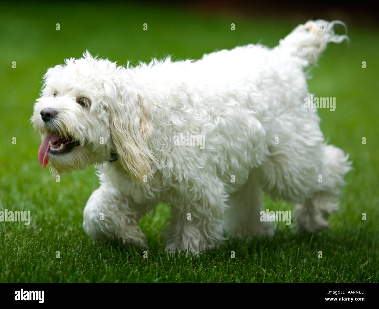 Dog walking in the grass Stock Photo - Alamy