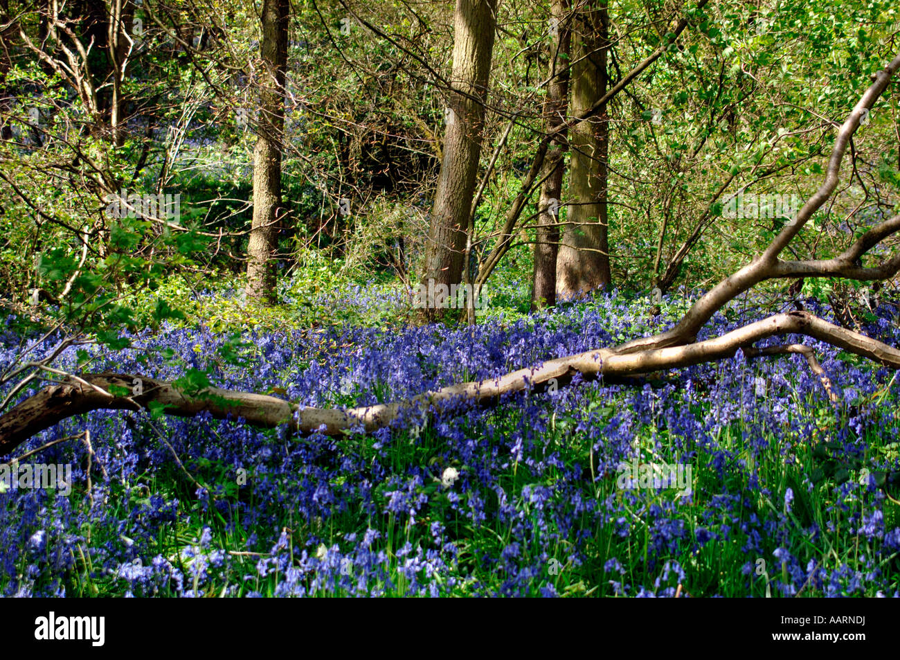 Bluebell Woods & Meadow,In Staffordshire England Stock Photo - Alamy