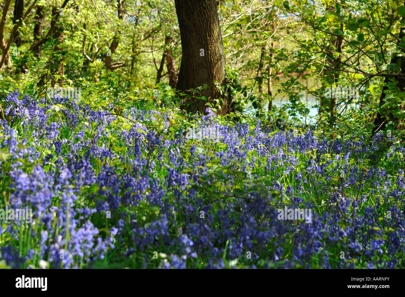 Bluebell Woods & Meadow,In Staffordshire England Stock Photo - Alamy