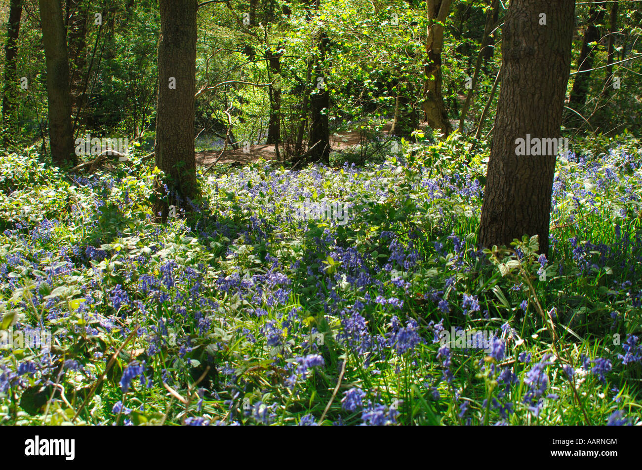 Bluebell Woods & Meadow,In Staffordshire England Stock Photo - Alamy