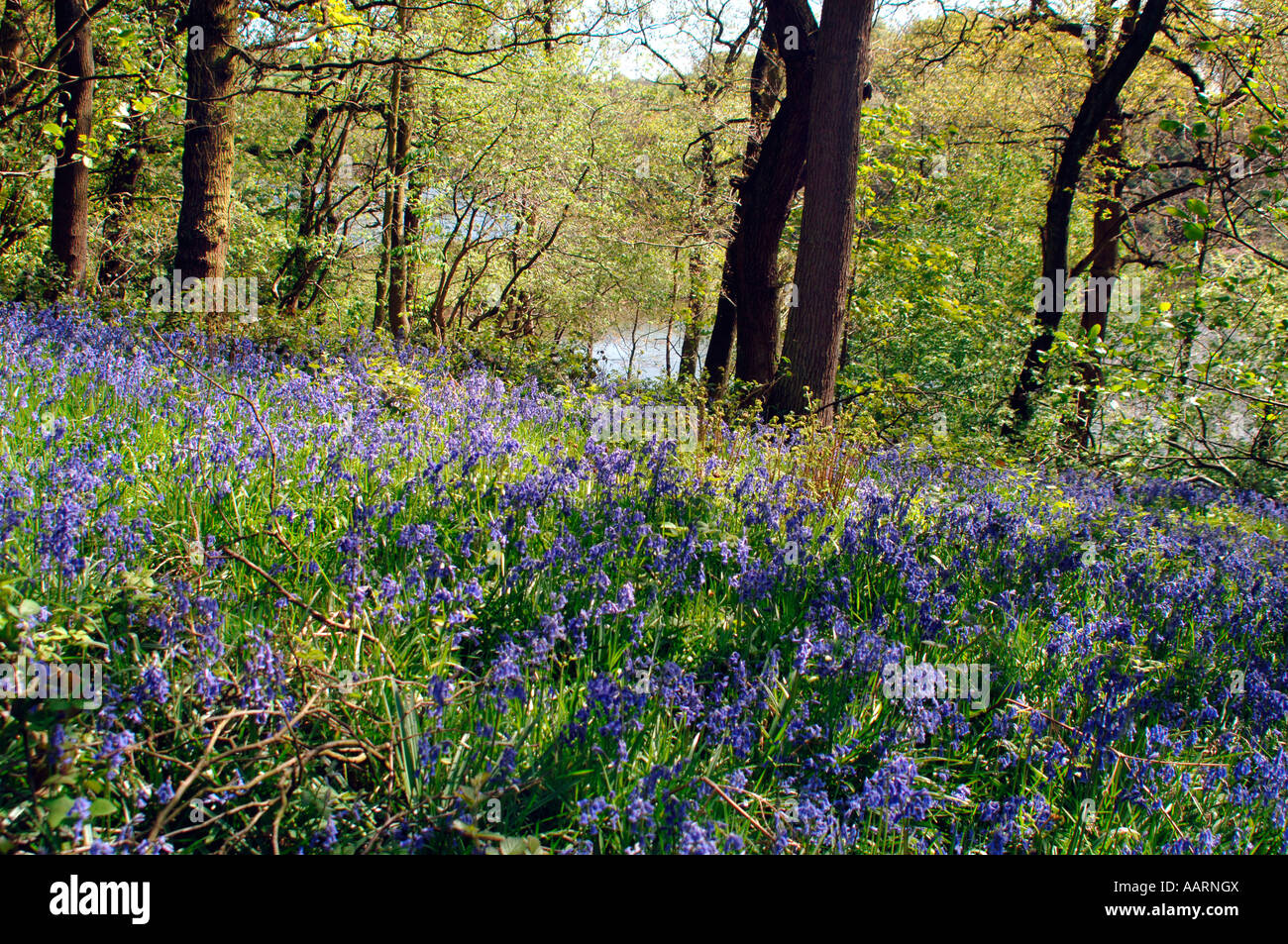 Bluebell Woods & Meadow,In Staffordshire England Stock Photo - Alamy