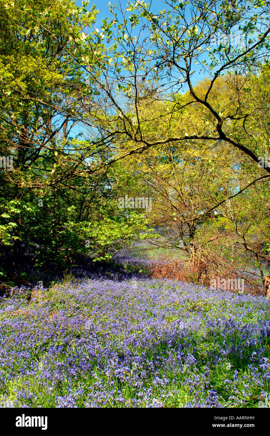 Bluebell Woods & Meadow,In Staffordshire England Stock Photo - Alamy