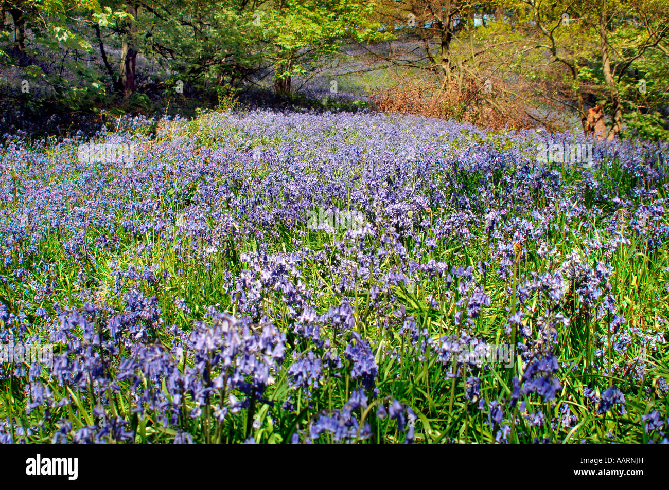 Bluebell Woods & Meadow,In Staffordshire England Stock Photo - Alamy