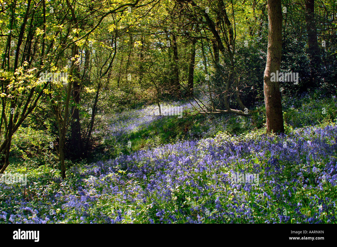 Bluebell Woods & Meadow,In Staffordshire England Stock Photo - Alamy