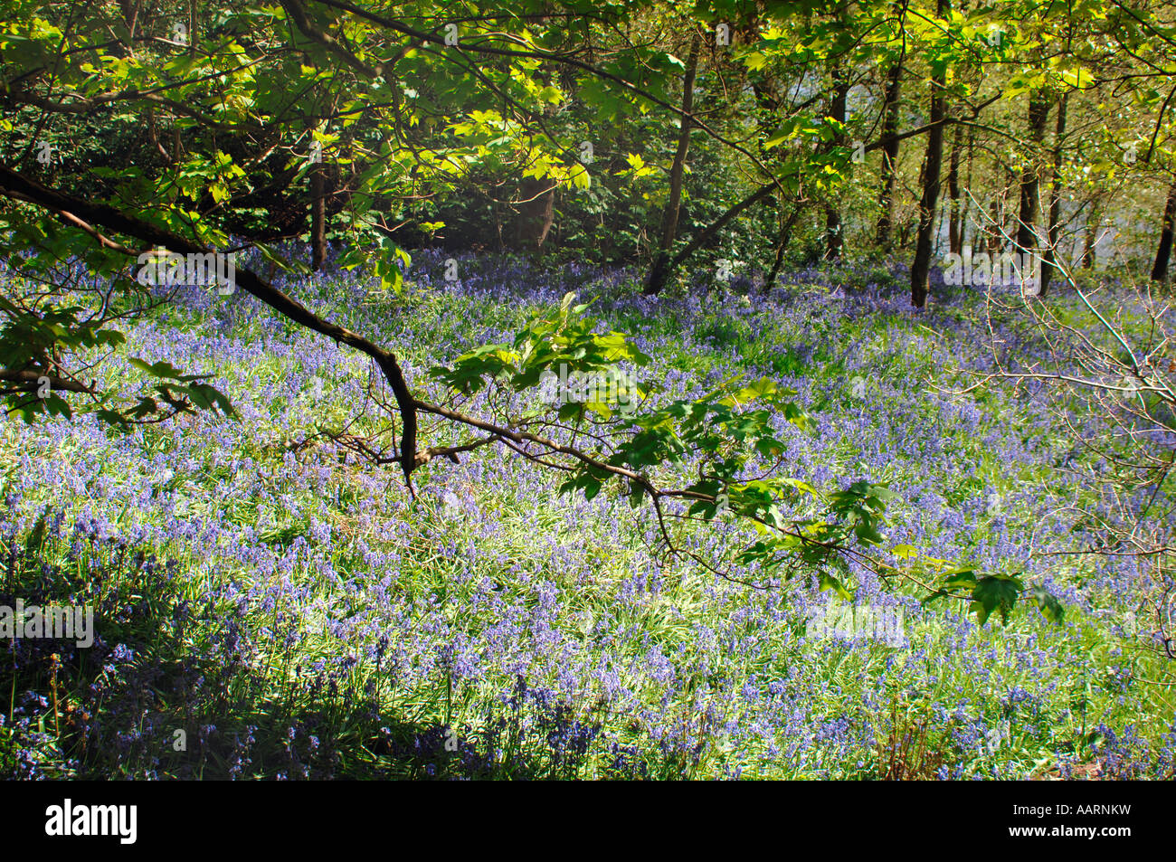 Bluebell Woods & Meadow,In Staffordshire England Stock Photo - Alamy