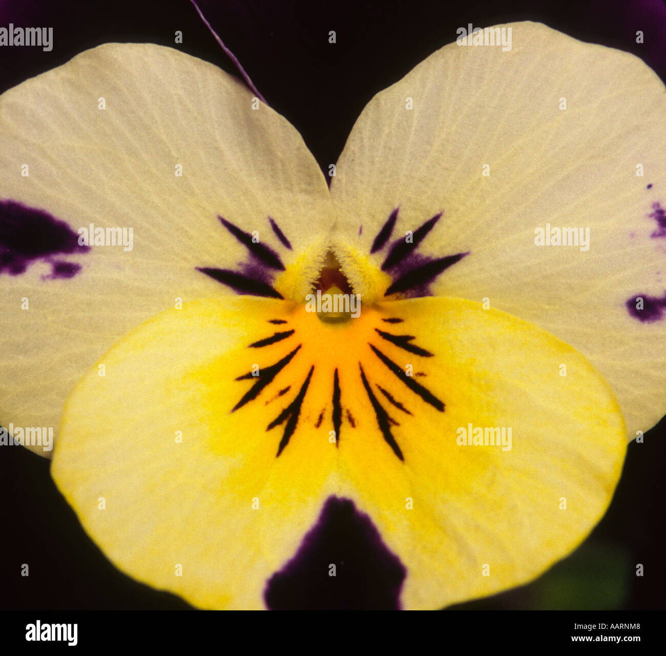 Purple and yellow violet hi-res stock photography and images - Alamy