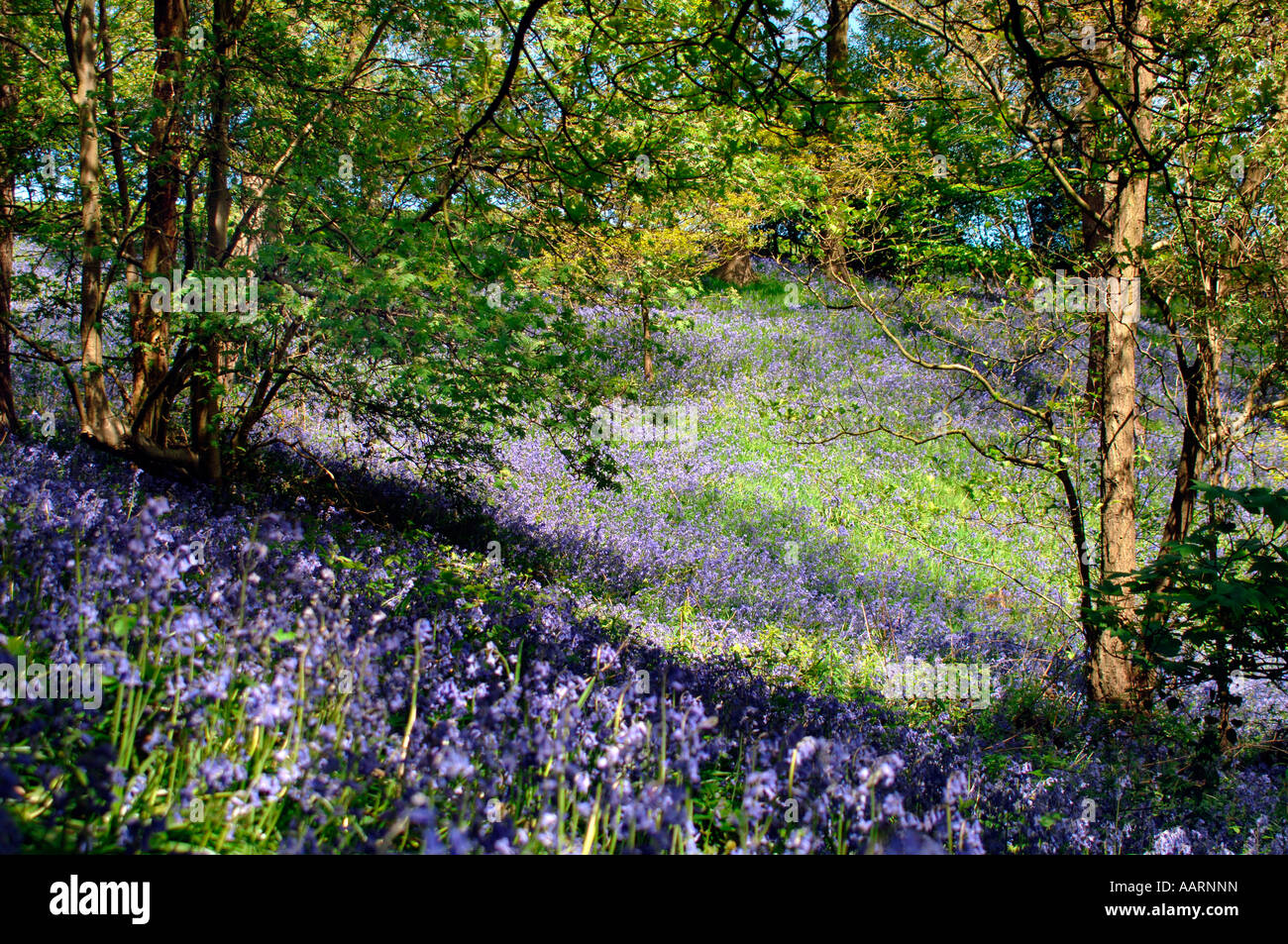 Bluebell Woods & Meadow,In Staffordshire England Stock Photo - Alamy