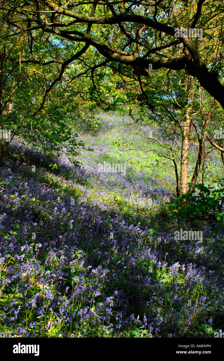 Bluebell Woods & Meadow,In Staffordshire England Stock Photo - Alamy