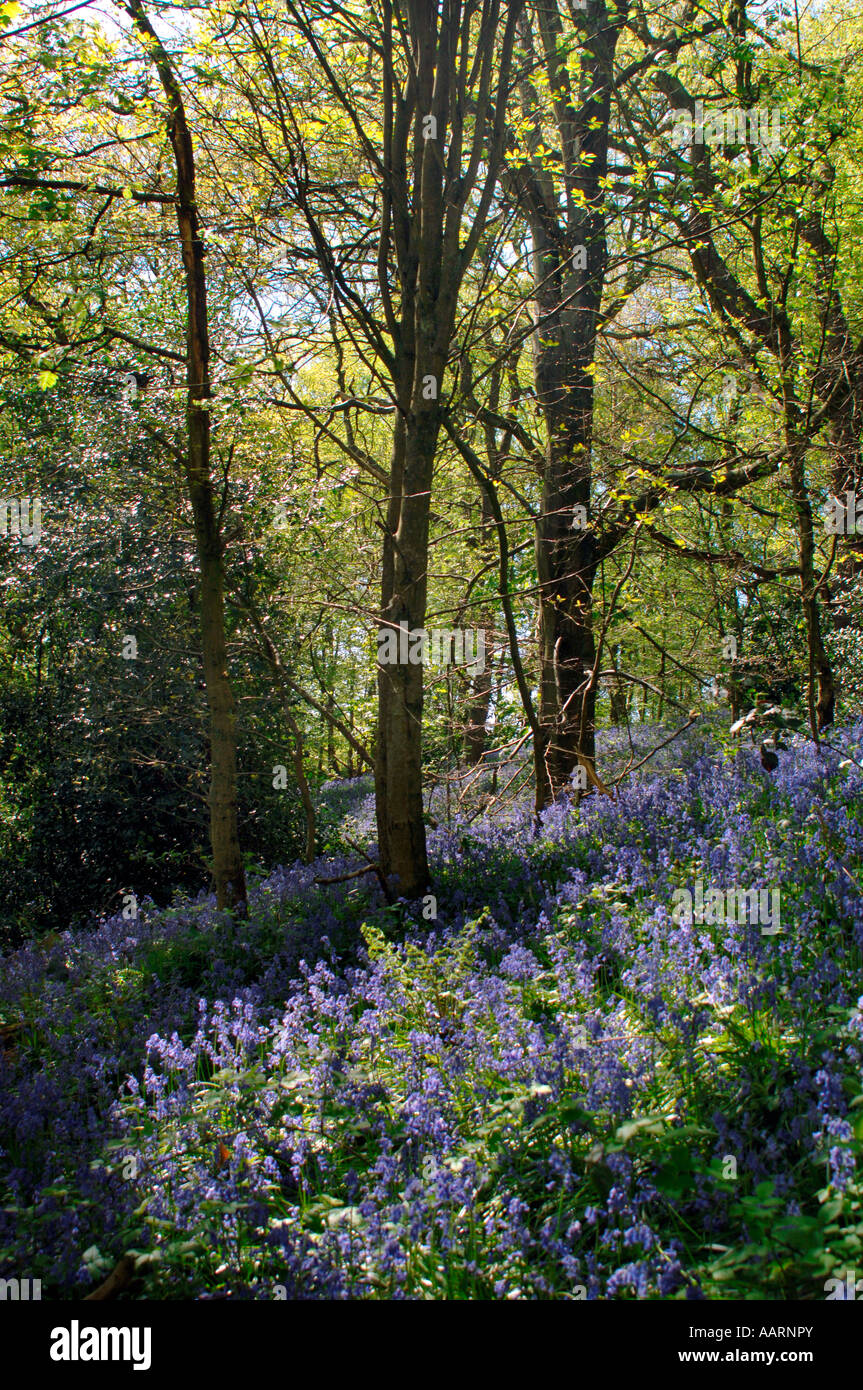 Bluebell Woods & Meadow,In Staffordshire England Stock Photo - Alamy