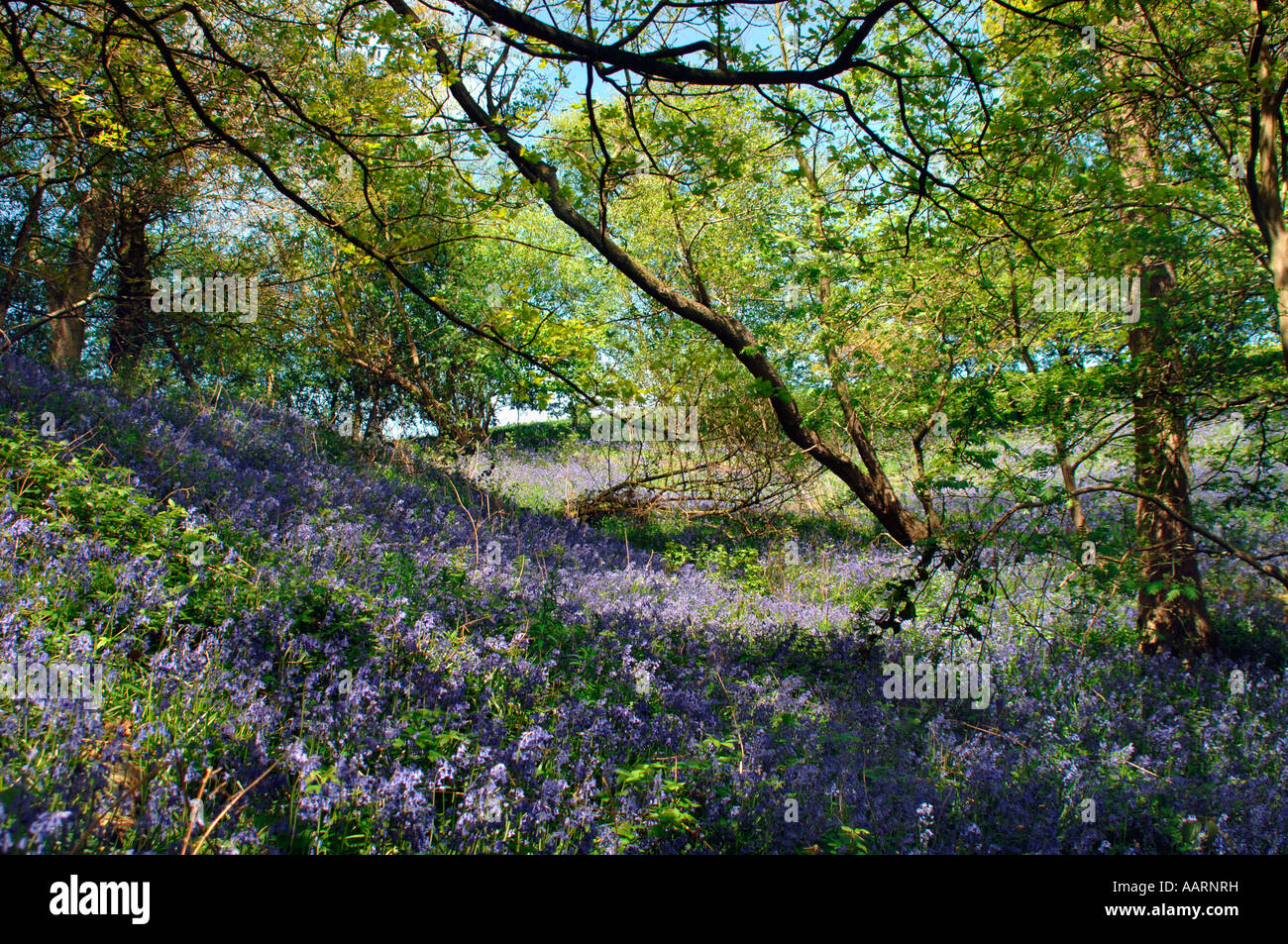 Bluebell Woods & Meadow,In Staffordshire England Stock Photo - Alamy