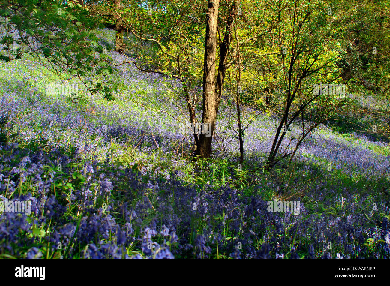 Bluebell Woods & Meadow,In Staffordshire England Stock Photo - Alamy