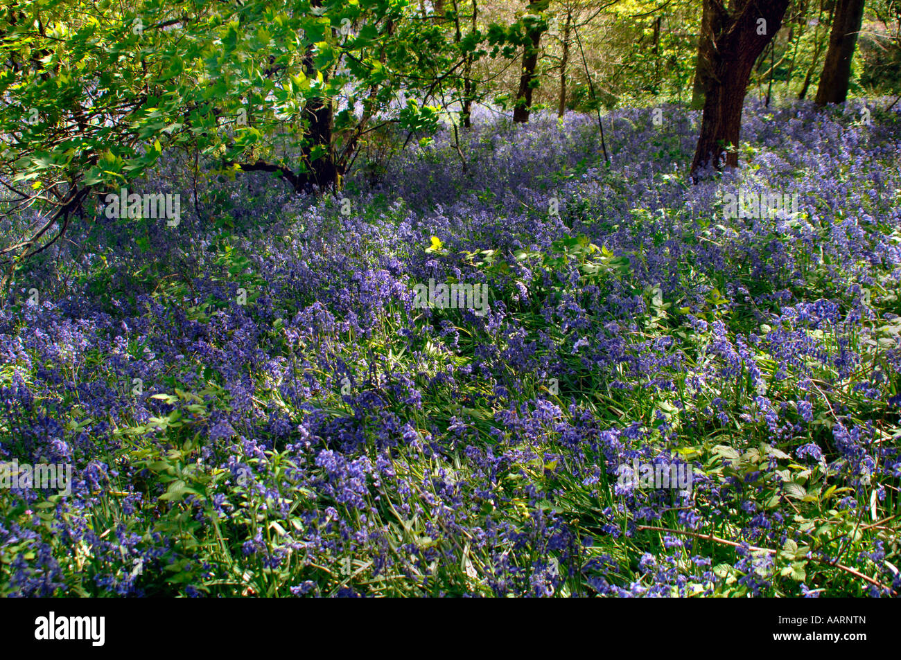 Bluebell Woods & Meadow,In Staffordshire England Stock Photo - Alamy