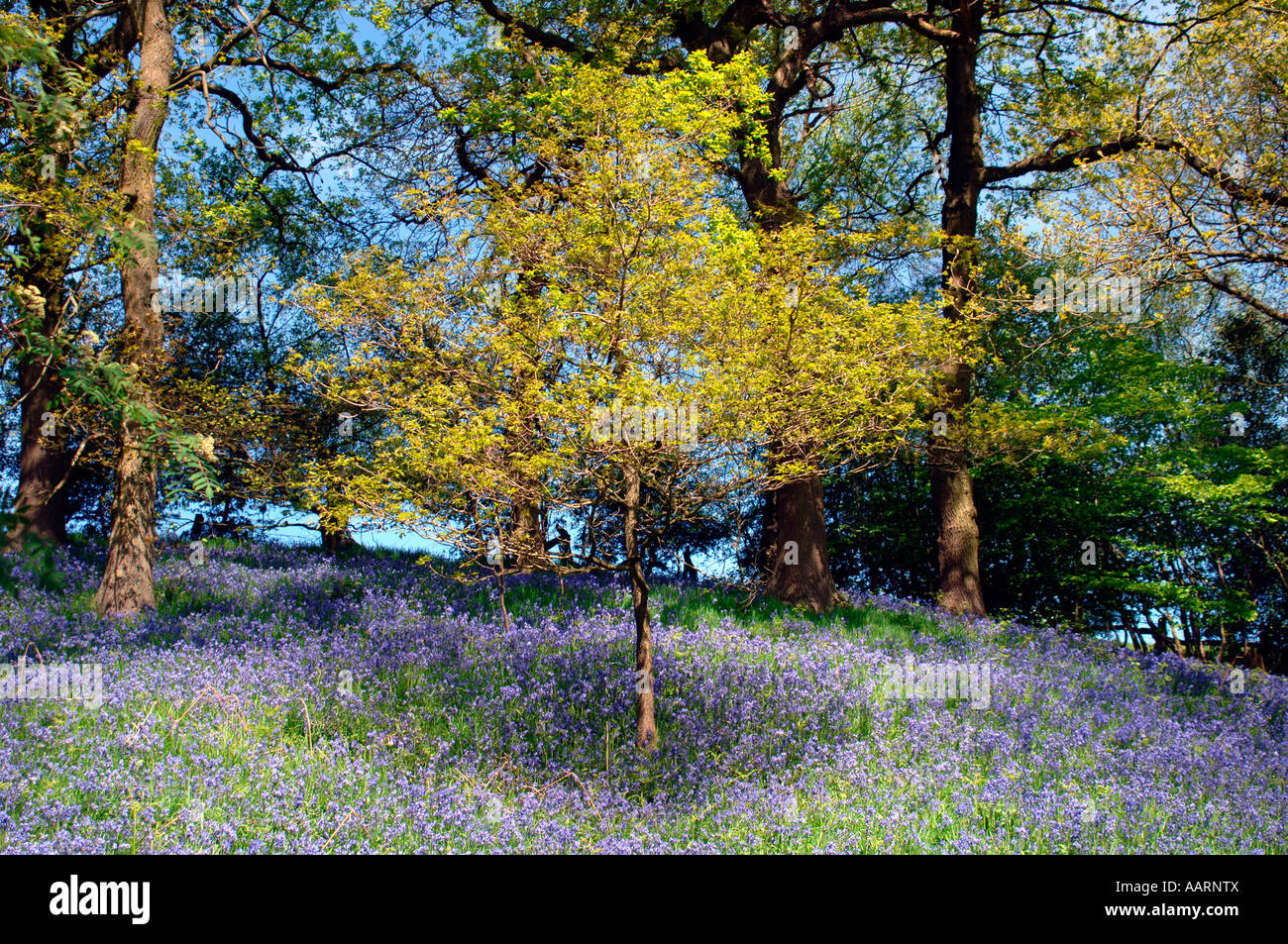 Bluebell Woods & Meadow,In Staffordshire England Stock Photo - Alamy