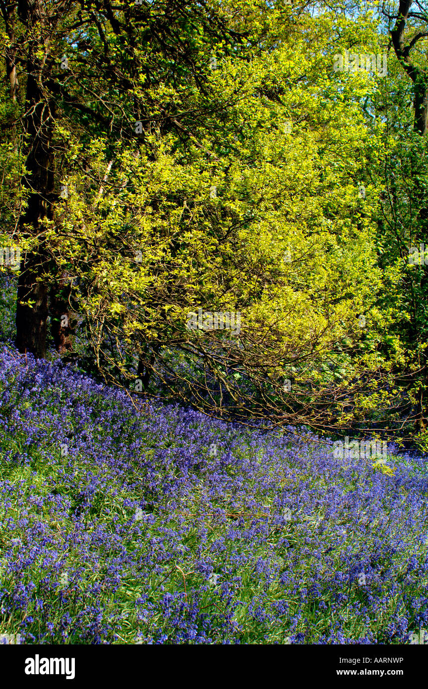Bluebell Woods & Meadow,In Staffordshire England Stock Photo - Alamy