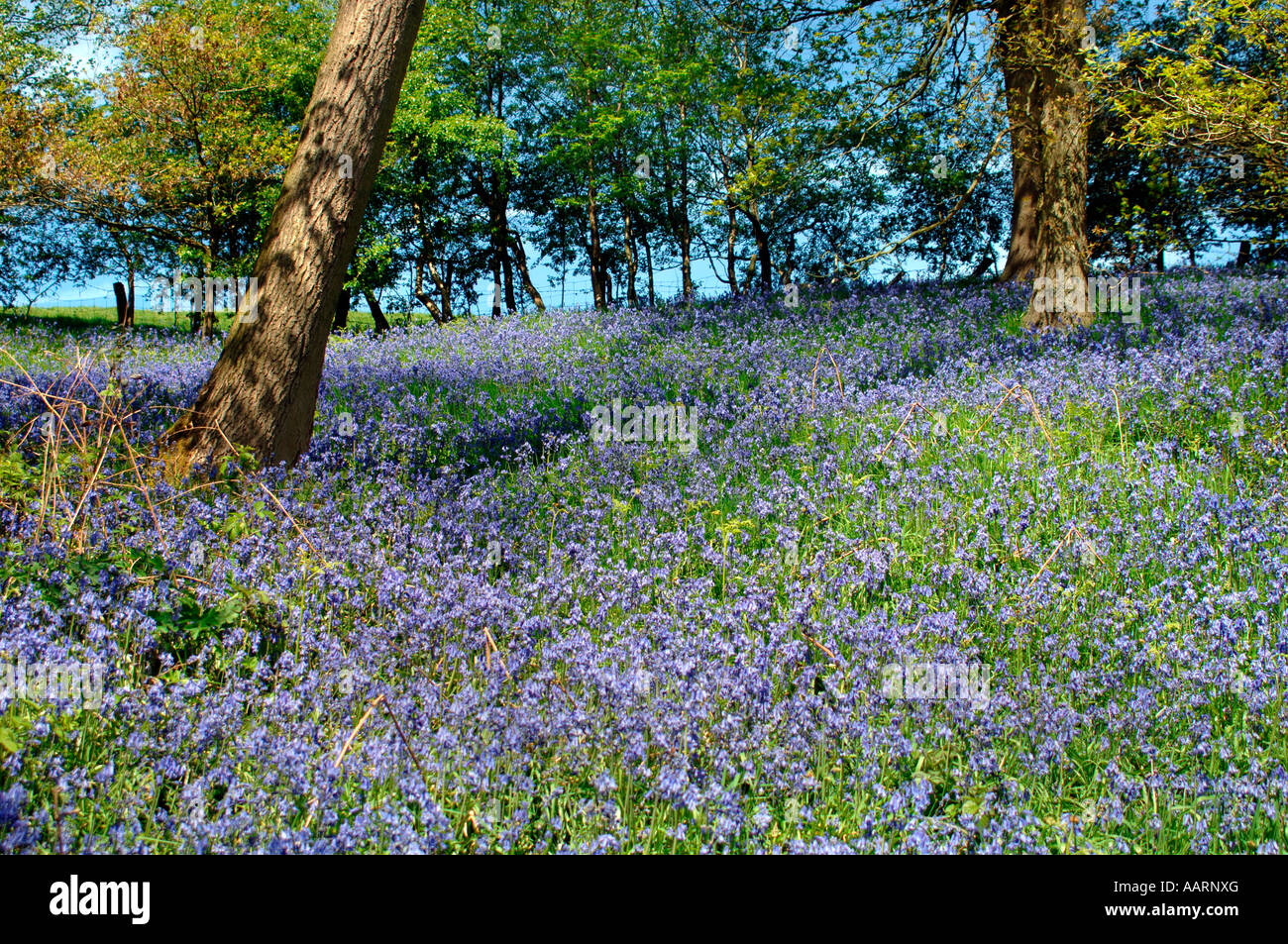 Bluebell Woods & Meadow,In Staffordshire England Stock Photo - Alamy