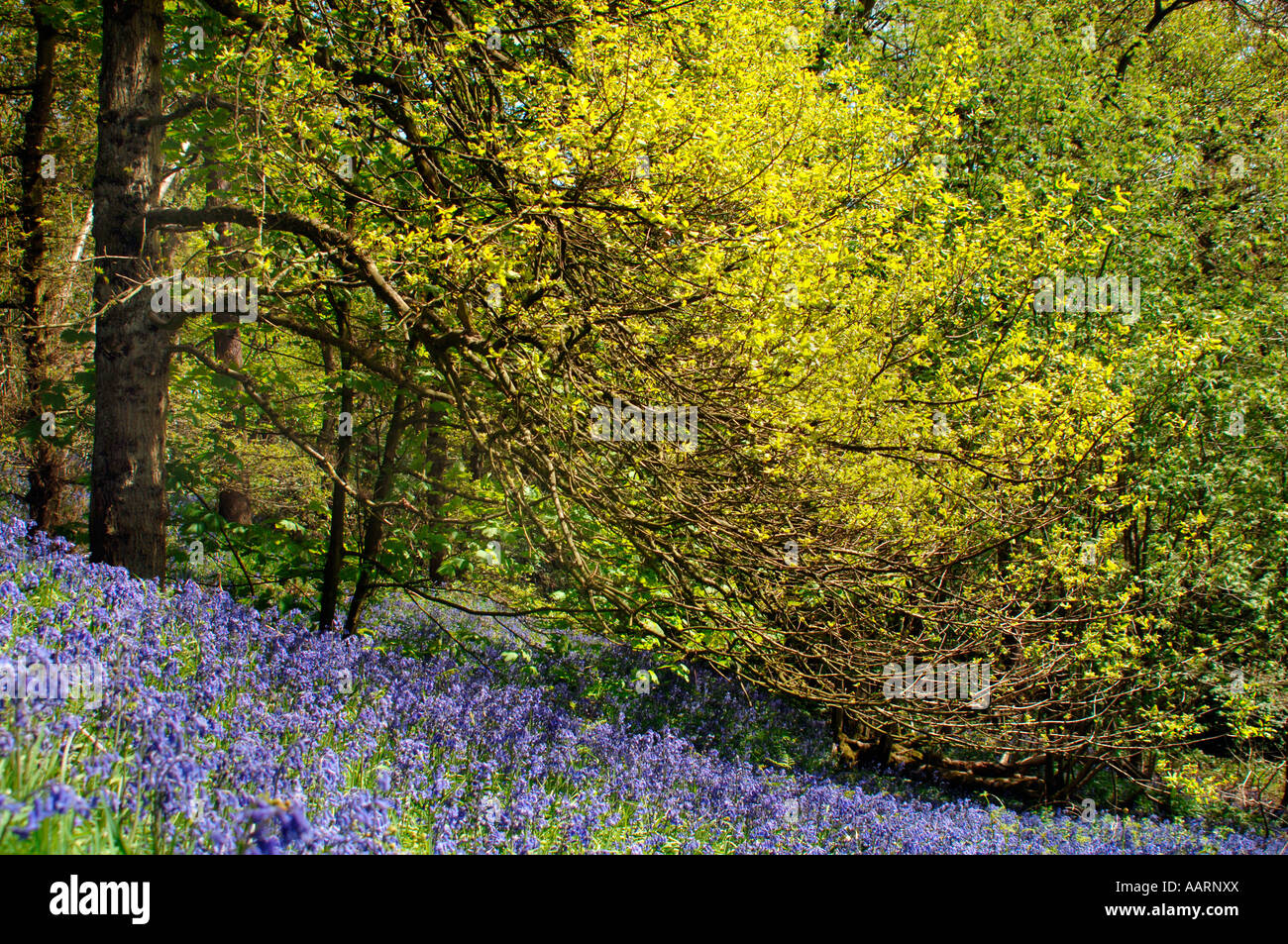 Bluebell Woods & Meadow,In Staffordshire England Stock Photo - Alamy