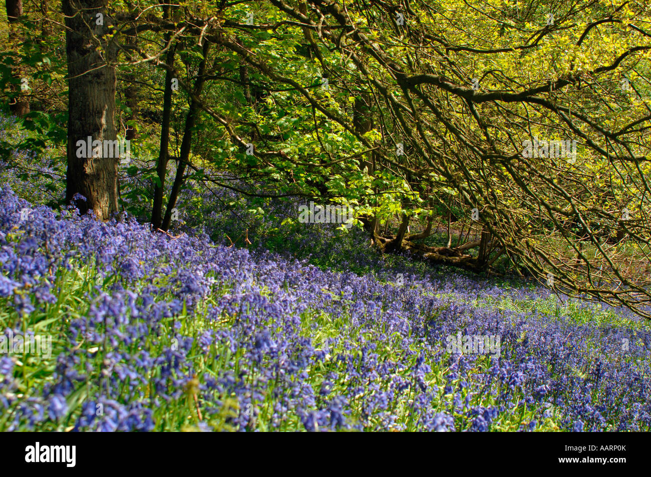 Bluebell Woods & Meadow,In Staffordshire England Stock Photo - Alamy