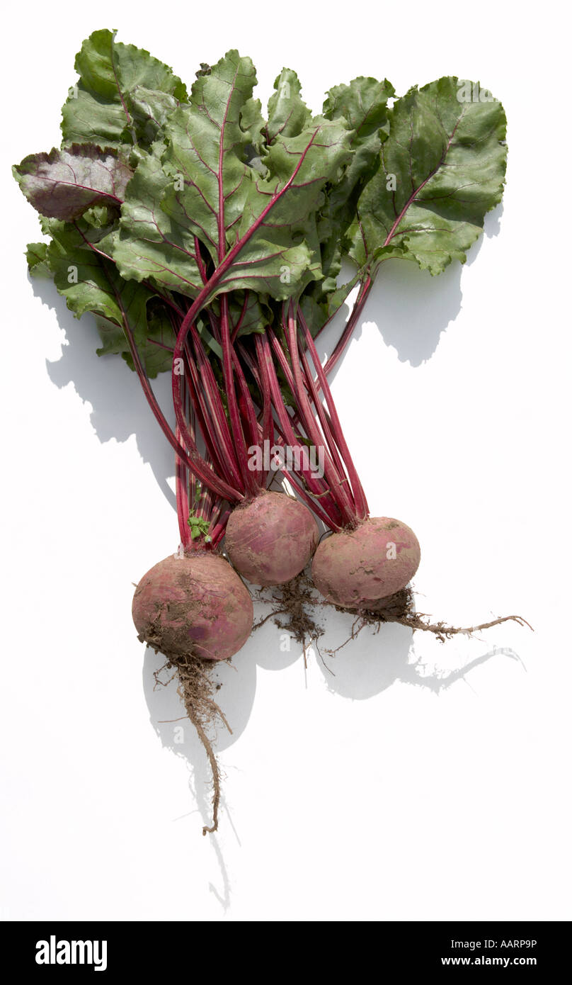 Beetroot Kornett Variety Stock Photo - Alamy