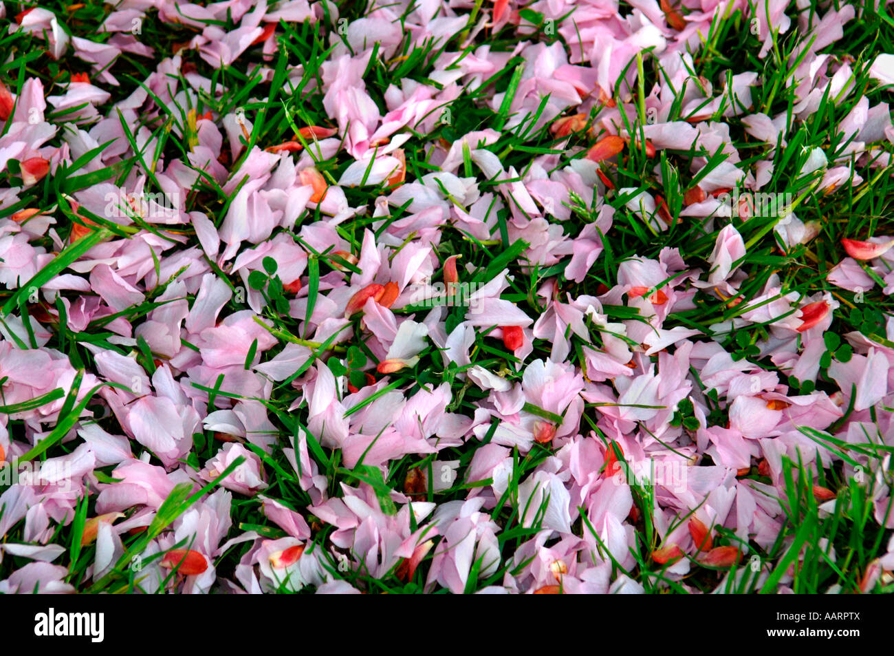 Fallen Cherry Blossom Flower & Petals ,Lying On Fresh Green Grass Stock ...