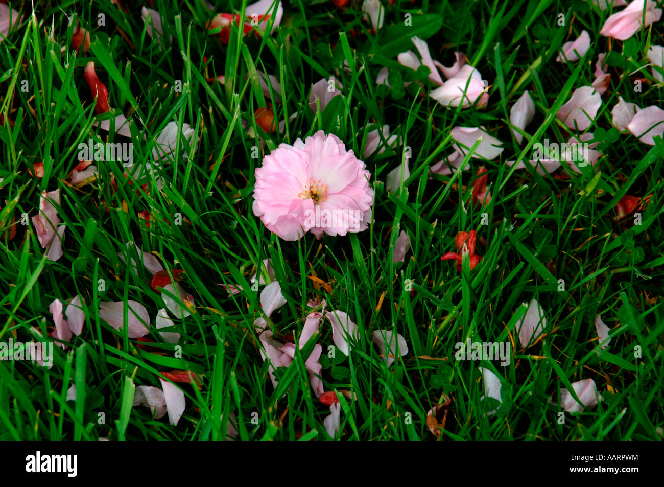 Fallen Cherry Blossom Flower & Petals ,Lying On Fresh Green Grass Stock ...