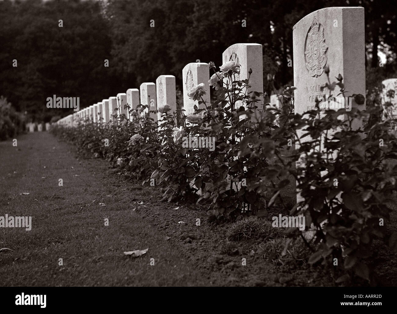 War graves in the British Airborne cemetery at Arnhem Stock Photo - Alamy