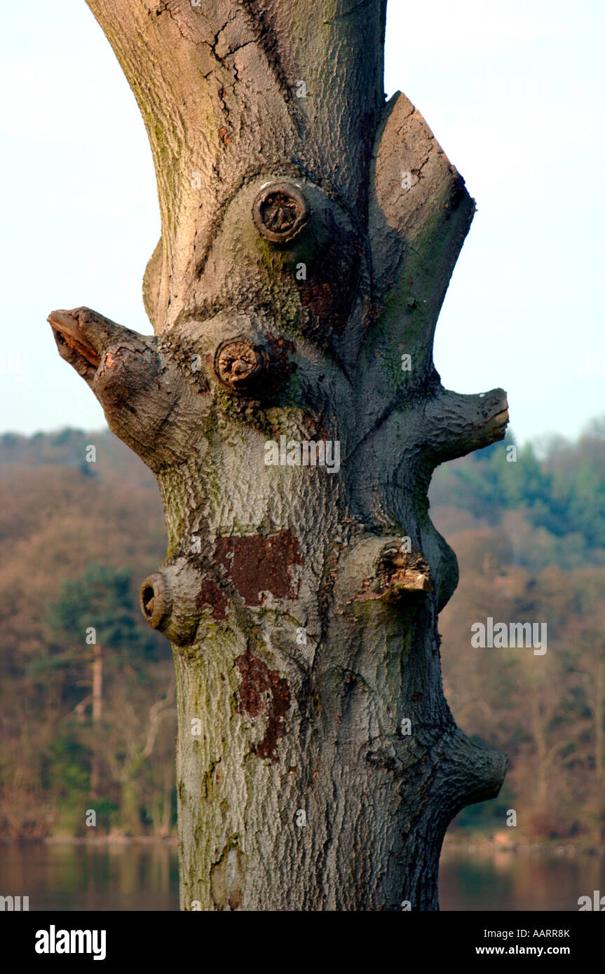 A Tree Trunk,With Sawn Off Branches Stock Photo - Alamy