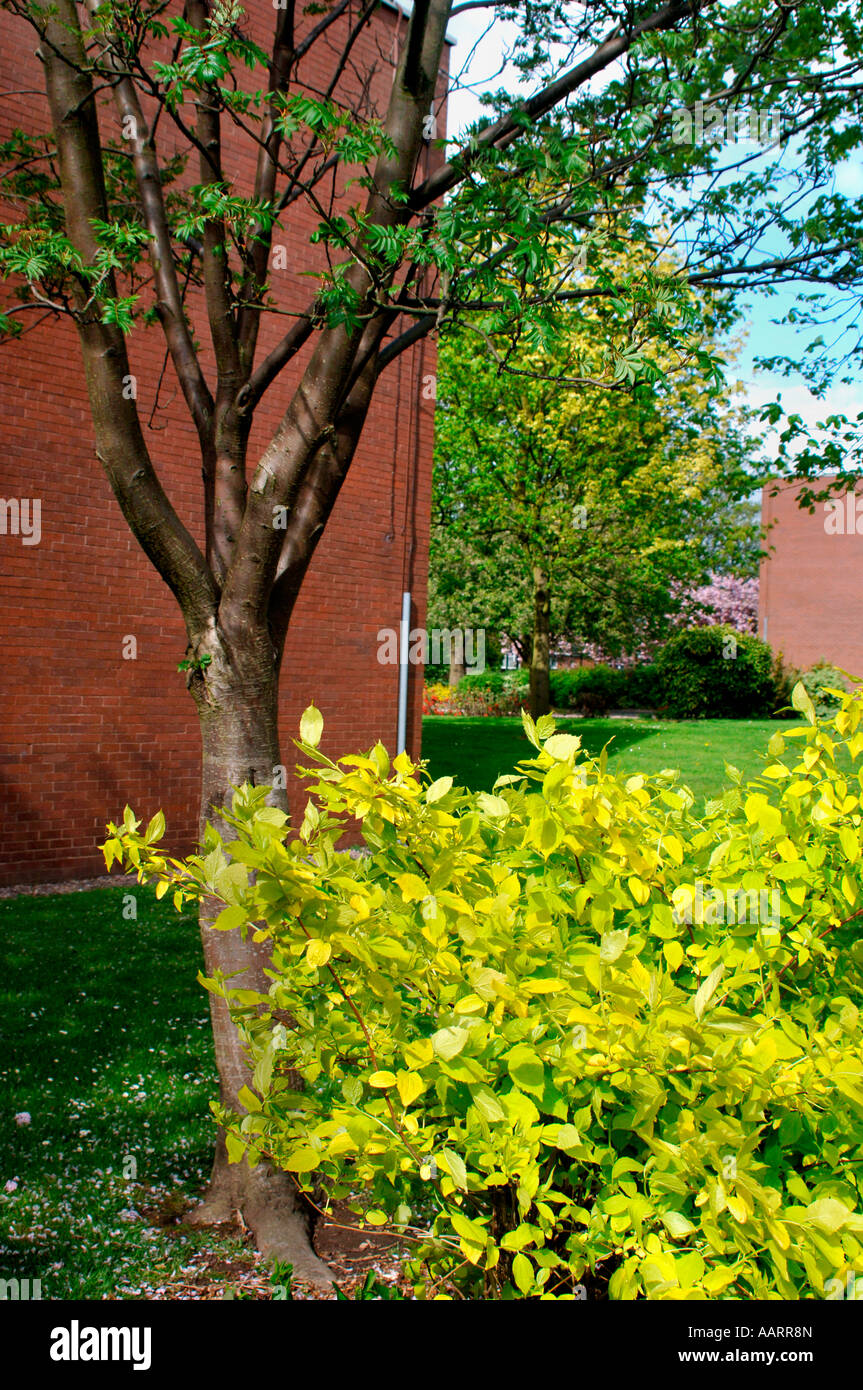 A Large Garden Featuring, Lawns, Trees & Shrubs,Planted Around Blocks ...