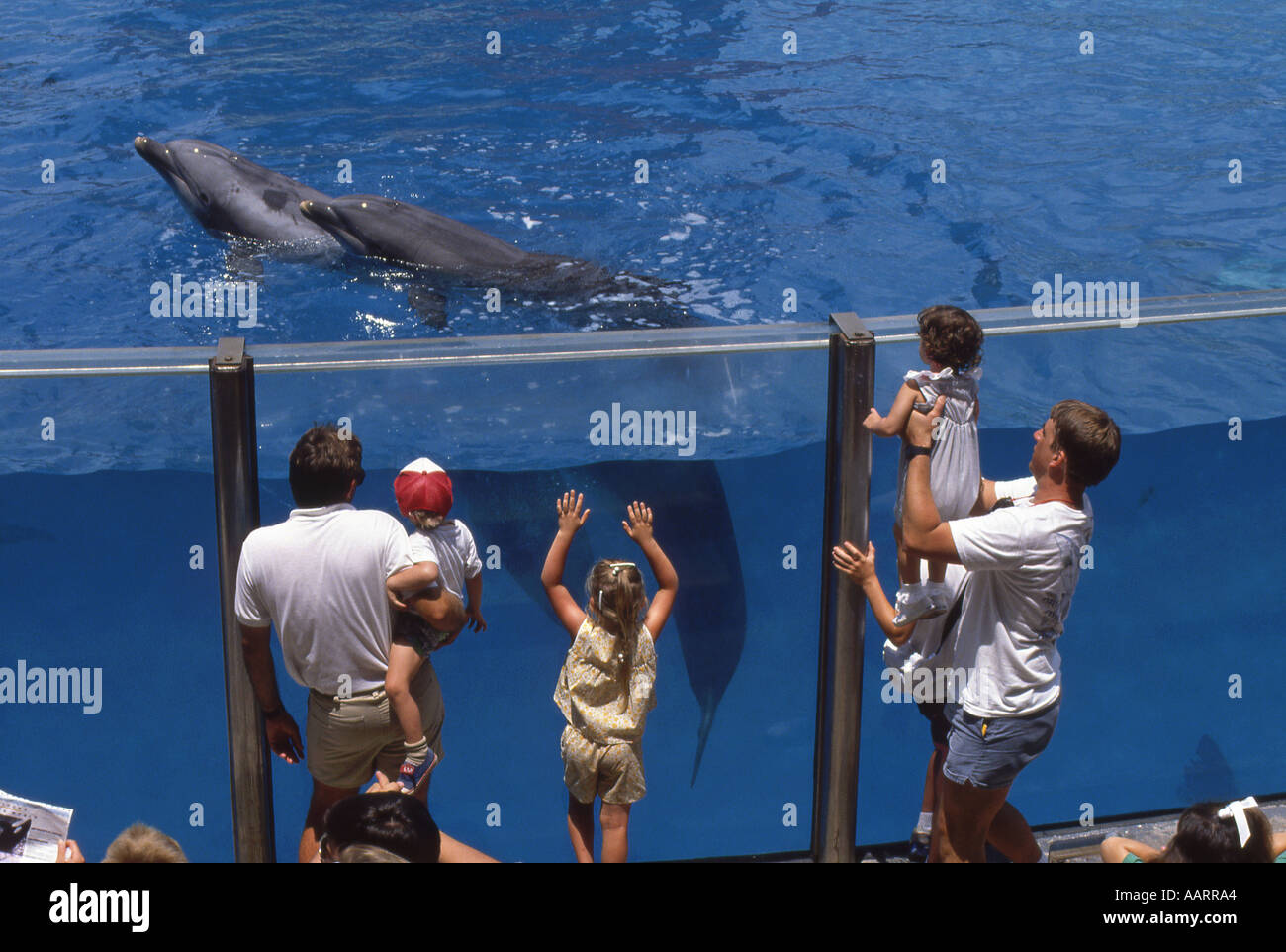 People watching dolphins through glass wall of tank at Seaworld in ...