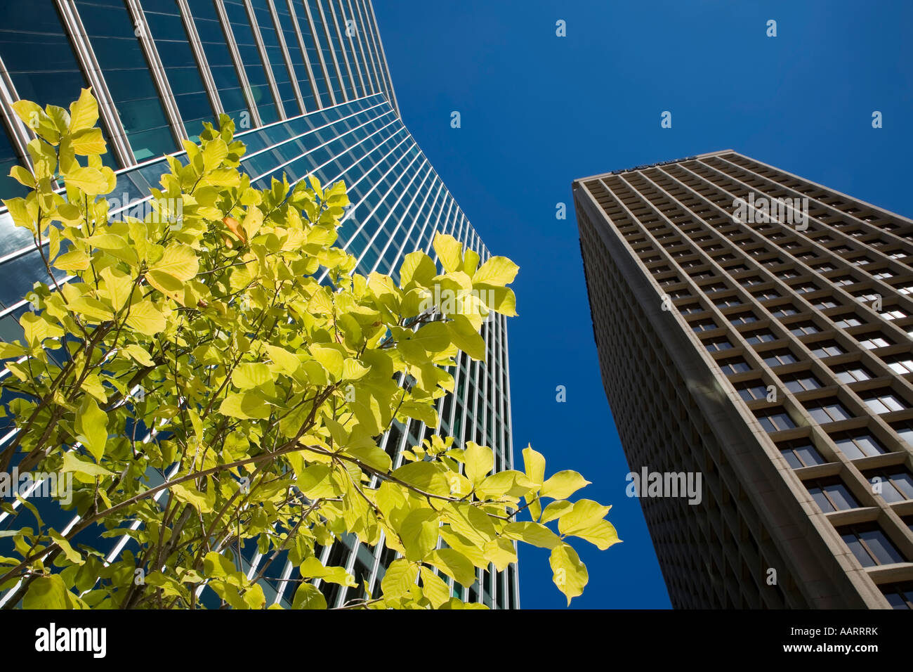 Green tree leaves against modern glass and concrete skyscraper ...