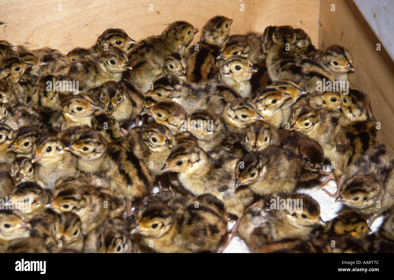 Pheasant chicks hi-res stock photography and images - Alamy
