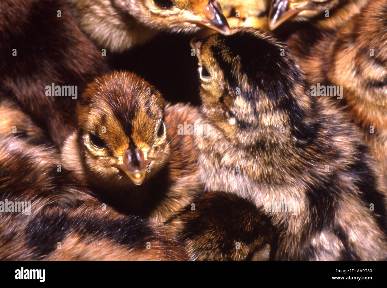 Baby pheasants hi-res stock photography and images - Alamy