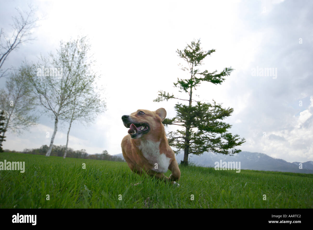 dog s life Stock Photo - Alamy