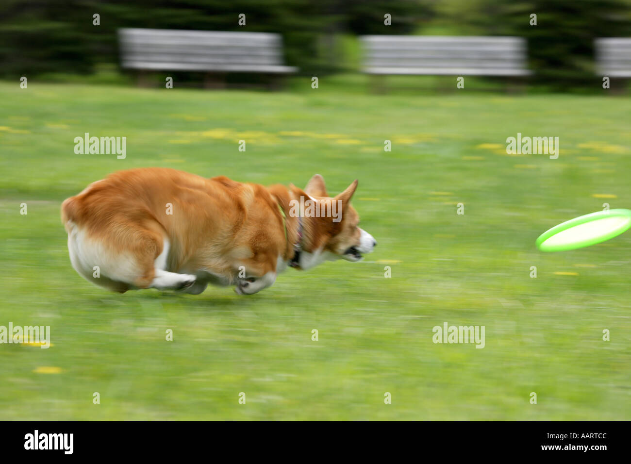 dog s life Stock Photo - Alamy