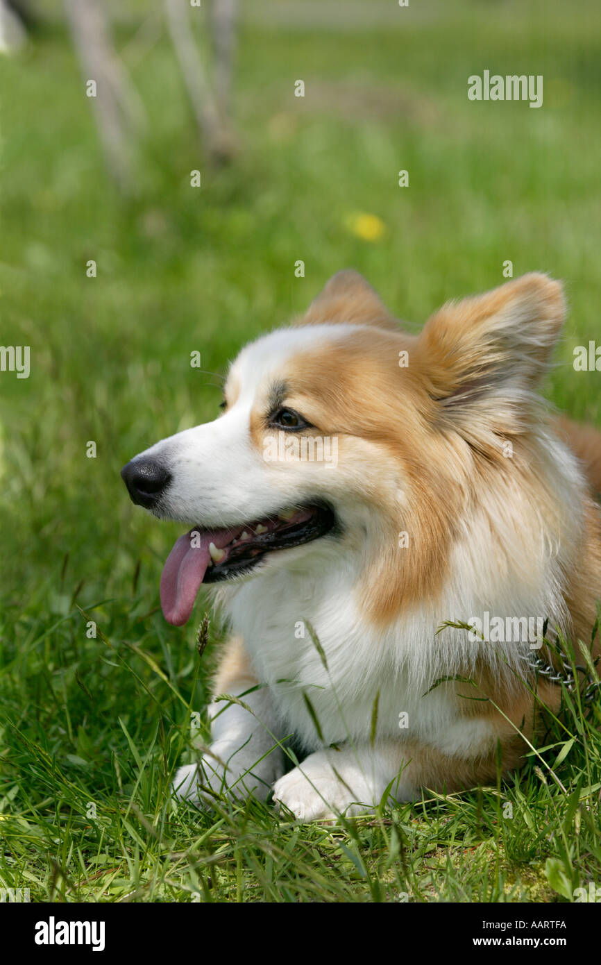 dog s life Stock Photo - Alamy