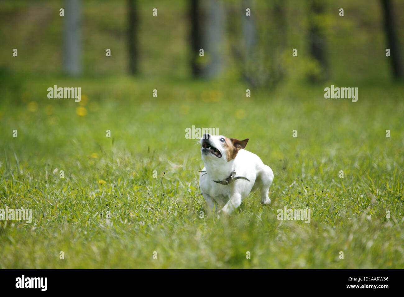 dog s life Stock Photo - Alamy
