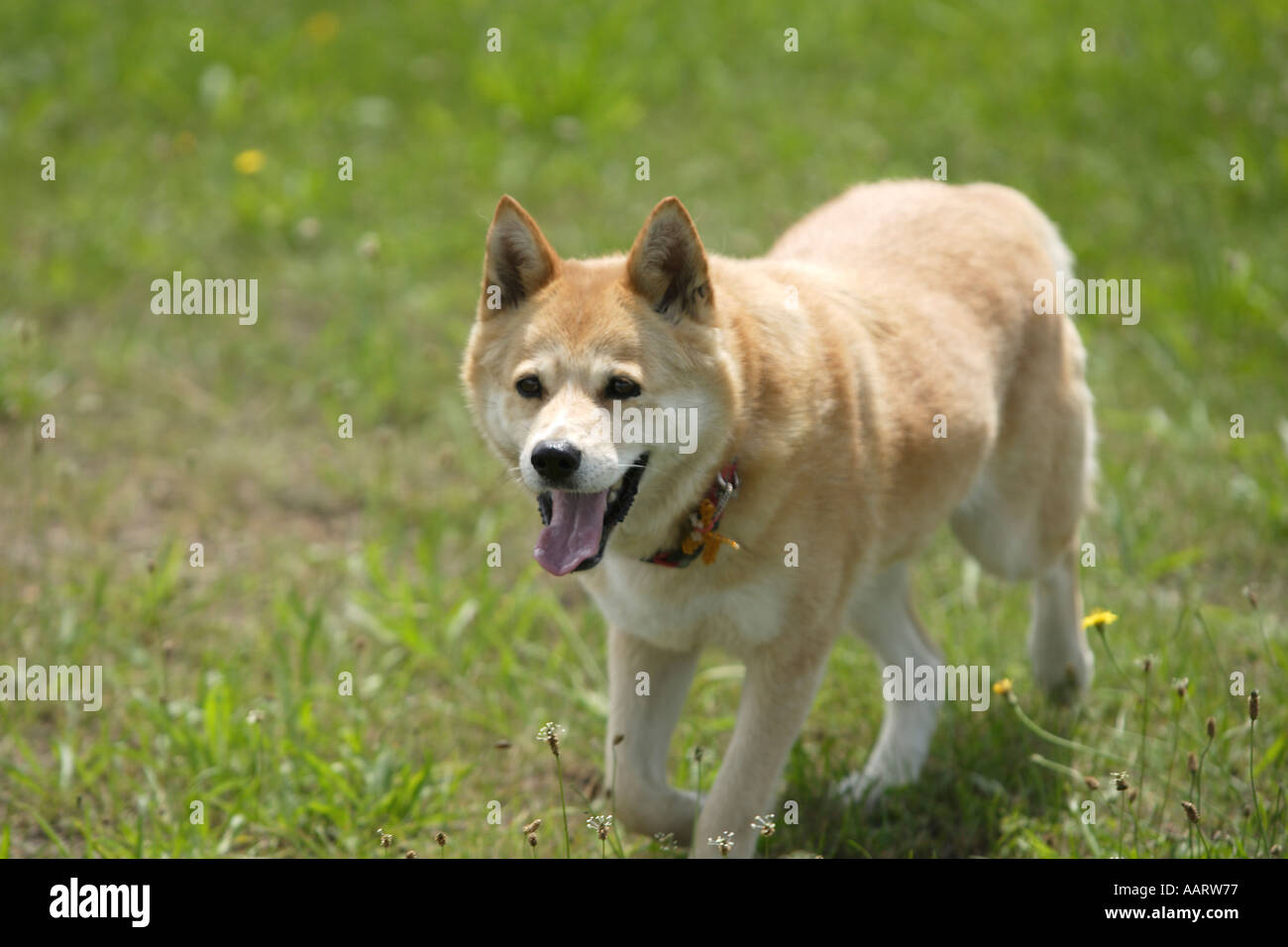 dog s life Stock Photo - Alamy