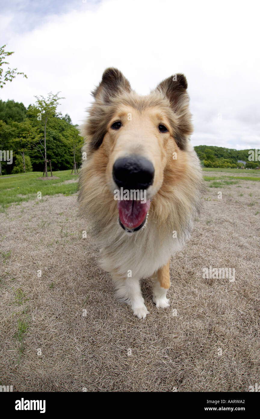 dog s life Stock Photo - Alamy