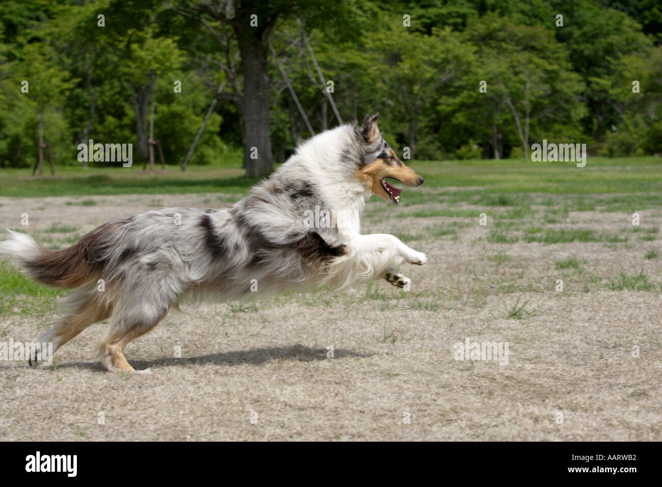 dog s life Stock Photo - Alamy