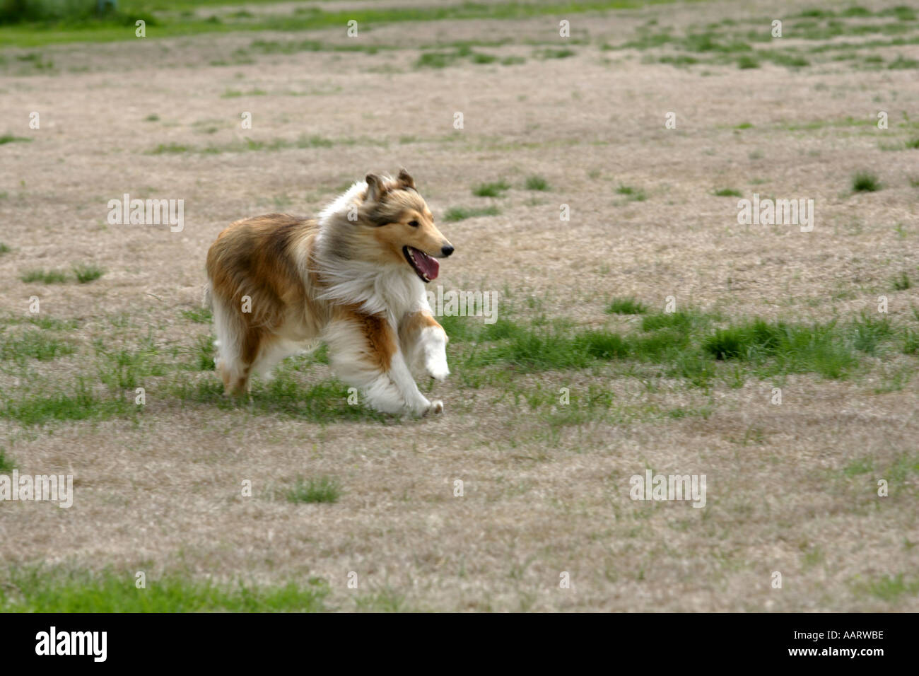 dog s life Stock Photo - Alamy