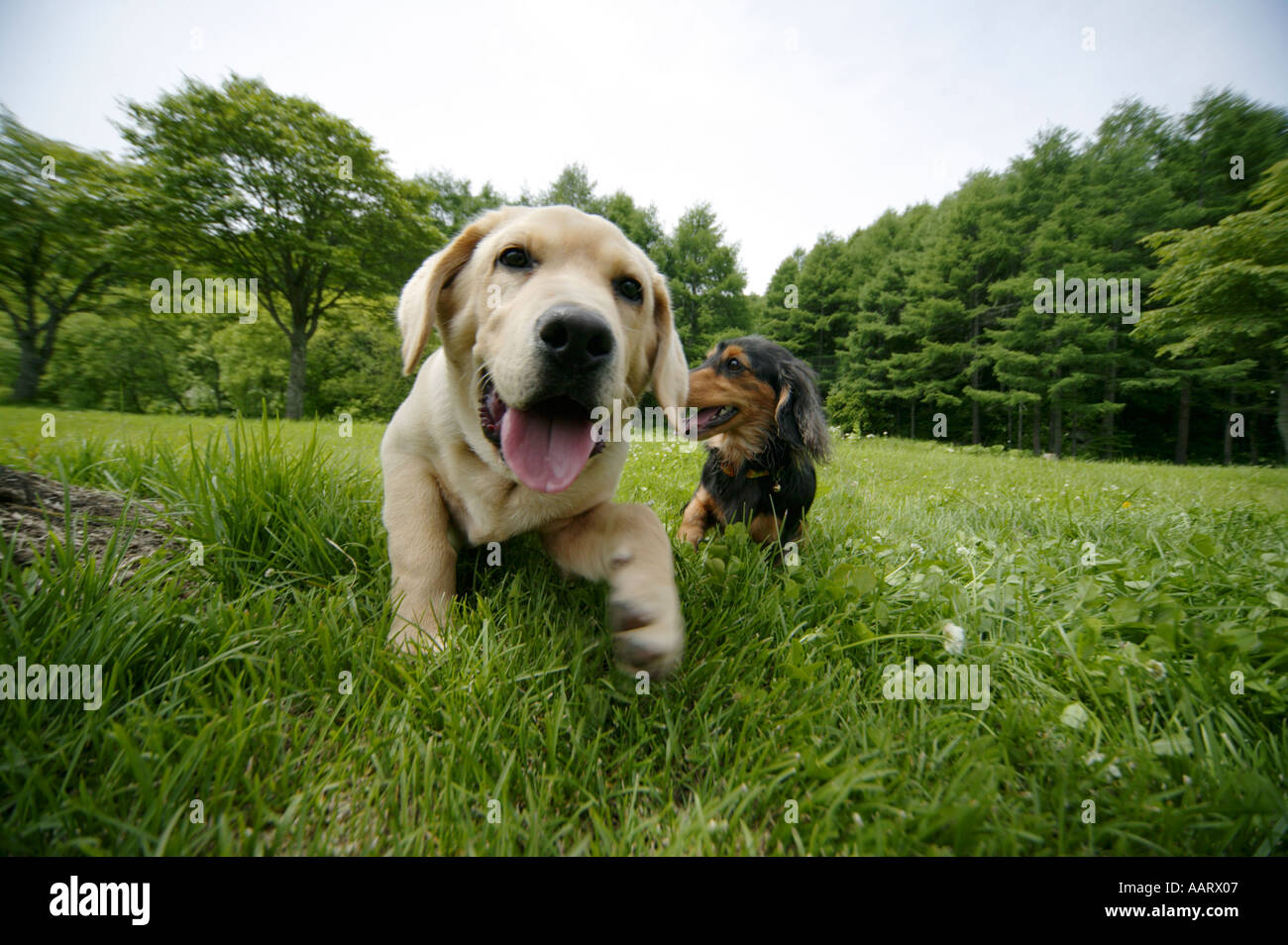 dog s life Stock Photo - Alamy