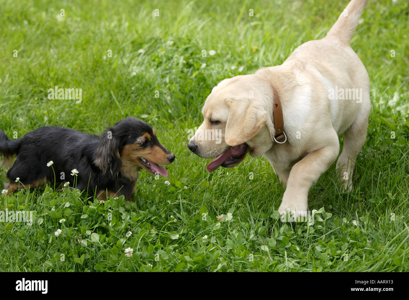 dog s life Stock Photo - Alamy