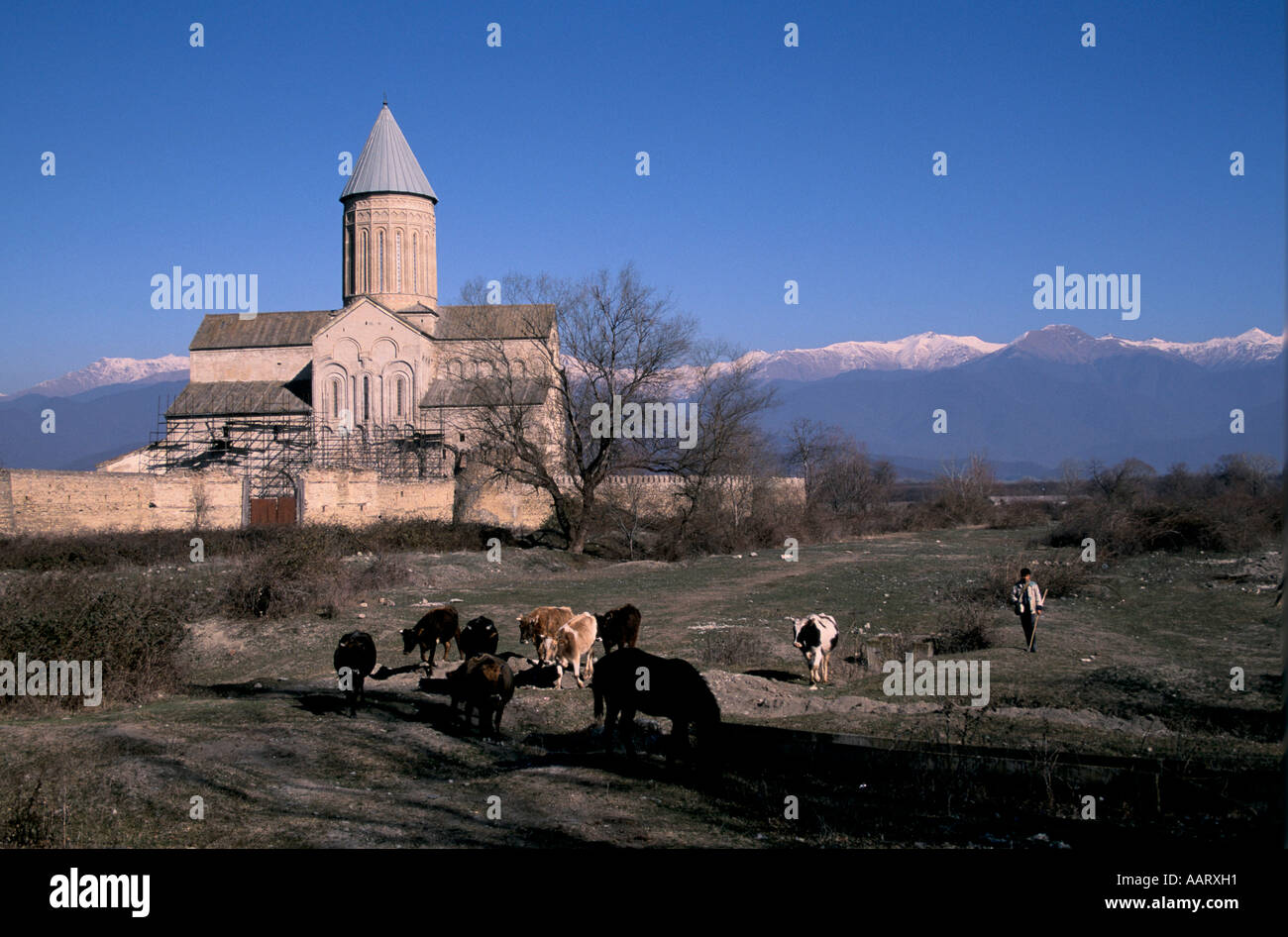 Cows in front of the church of hi-res stock photography and images - Alamy