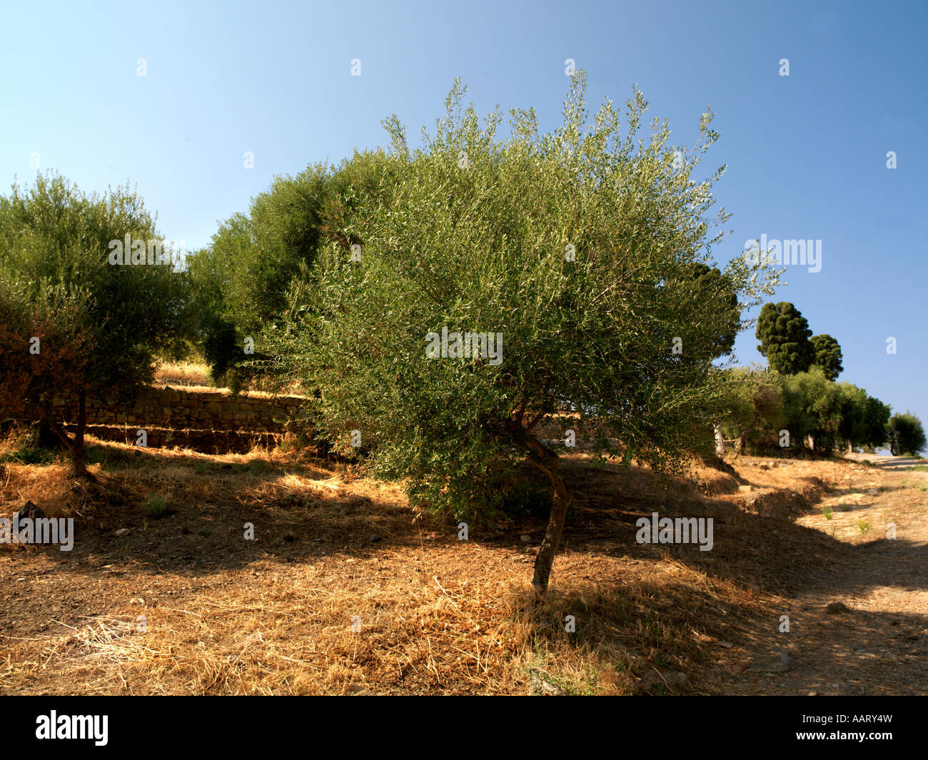 Halaesa hi-res stock photography and images - Alamy